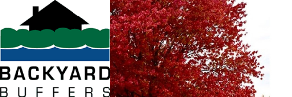 2022 Backyard Buffer (BYB) Tree Bundle Sign-Up - Town of Berlin